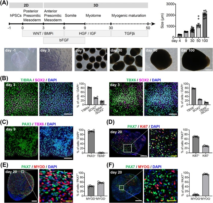 Groundbreaking Skeletal Muscle Organoid Combat Aging-Related Muscle ...