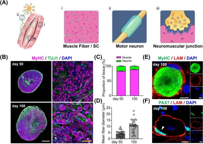 Groundbreaking Skeletal Muscle Organoid Combat Aging-Related Muscle ...