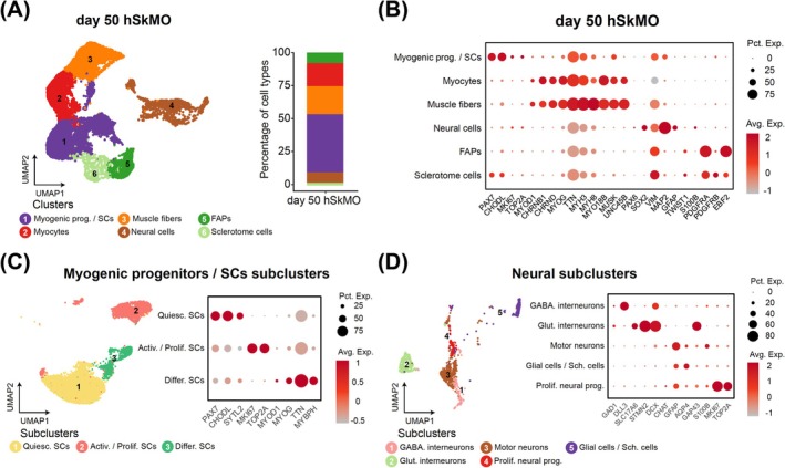Groundbreaking Skeletal Muscle Organoid Combat Aging-Related Muscle ...